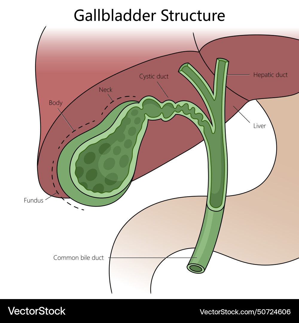Gallbladder structure diagram medical science Vector Image