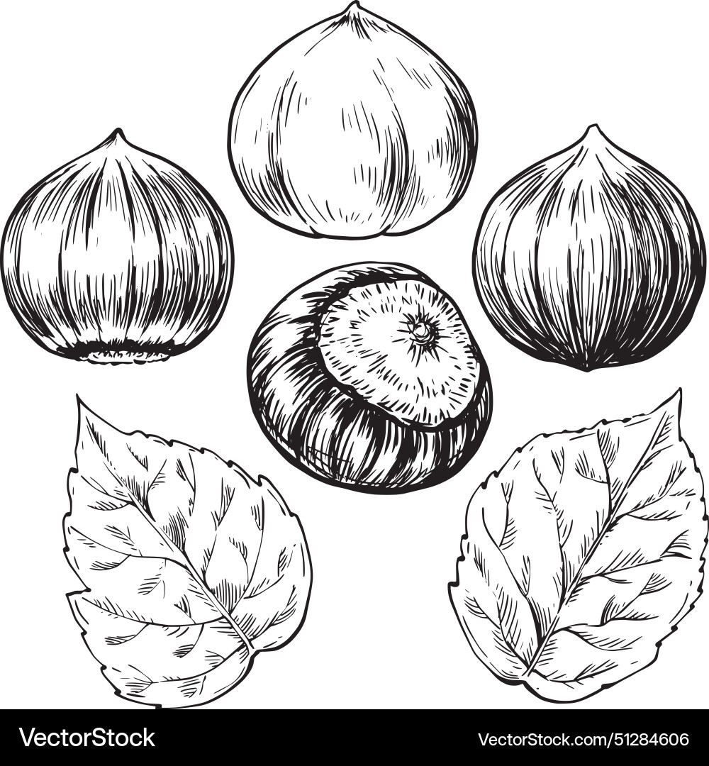 Hazelnut set vintage sketch drawing Royalty Free Vector