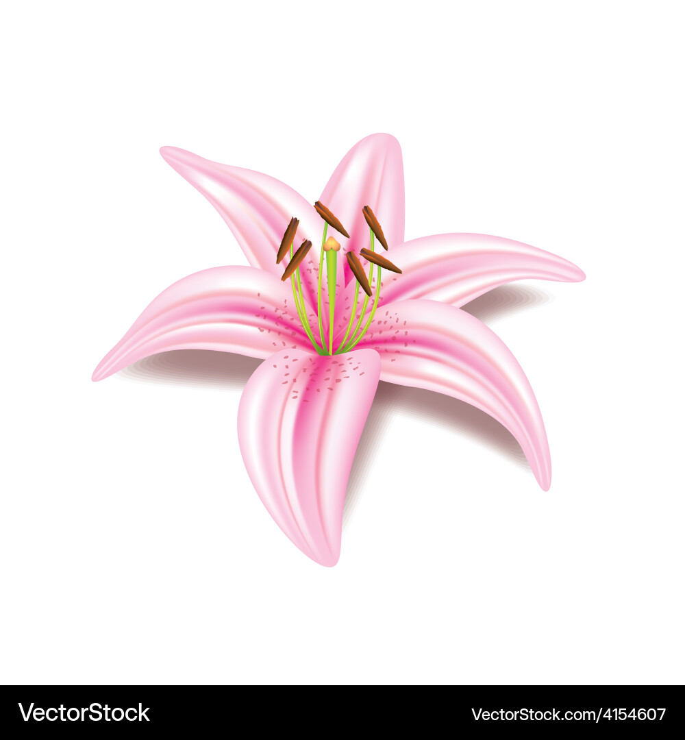 Lily flower isolated on white Royalty Free Vector Image