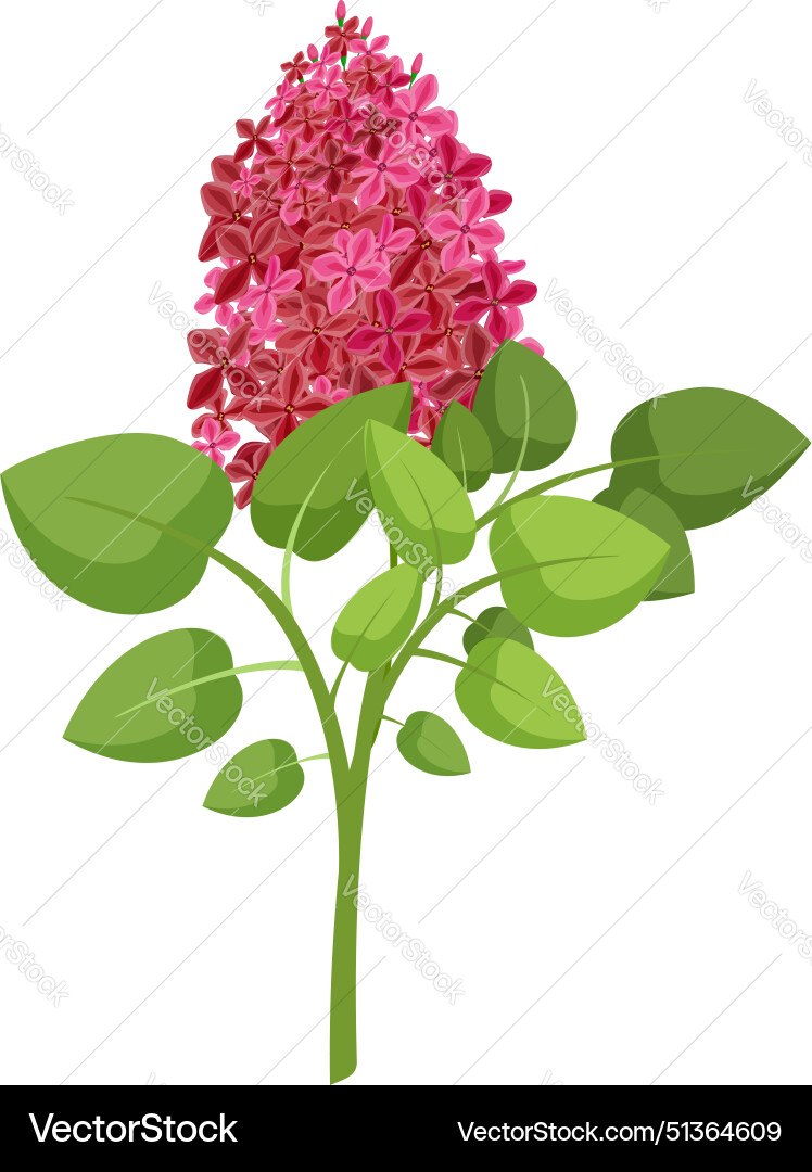 A pink lilac flower Royalty Free Vector Image - VectorStock