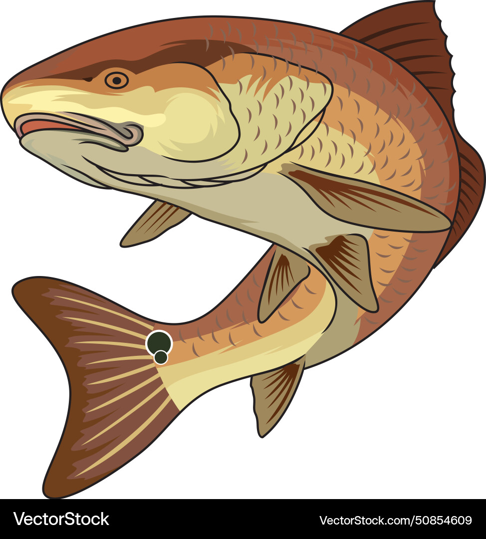 Redfish red drum fishing image Royalty Free Vector Image