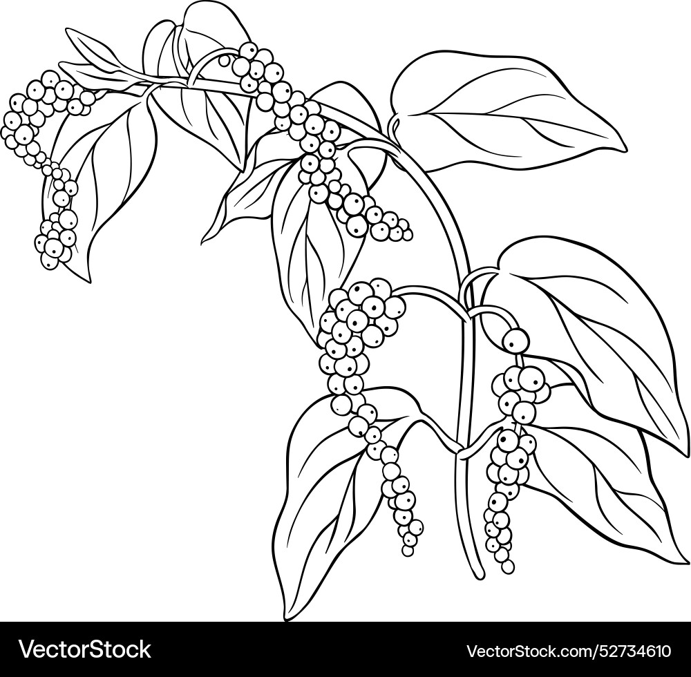 Black pepper branch outline Royalty Free Vector Image