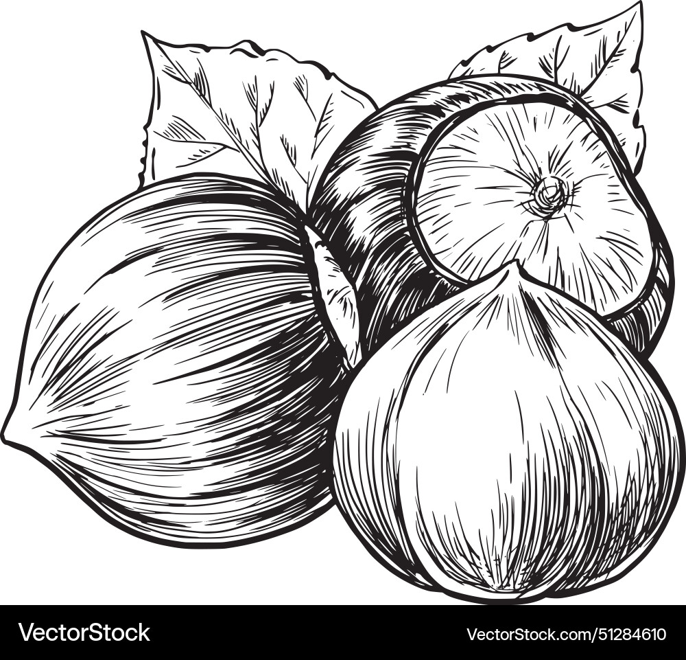 Hazelnut vintage food sketch drawing Royalty Free Vector