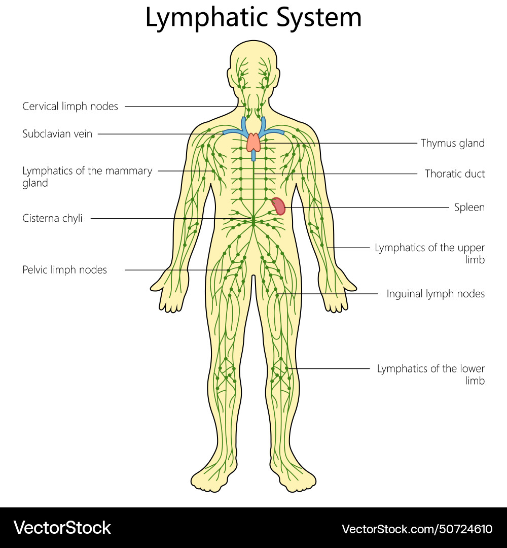 Lymphatic System Structure Structure And General Functions Of