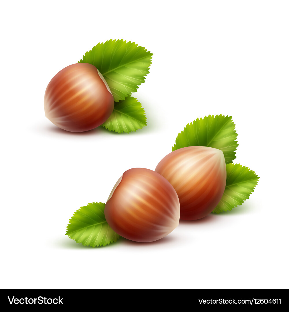 Full unpeeled realistic hazelnuts with leaves Vector Image