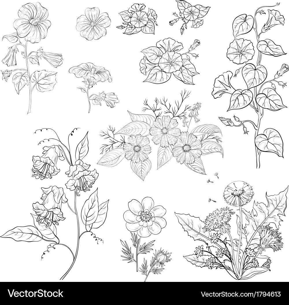 Flowers set outline Royalty Free Vector Image - VectorStock