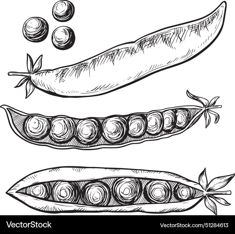 Peas vintage food sketch drawing Royalty Free Vector Image