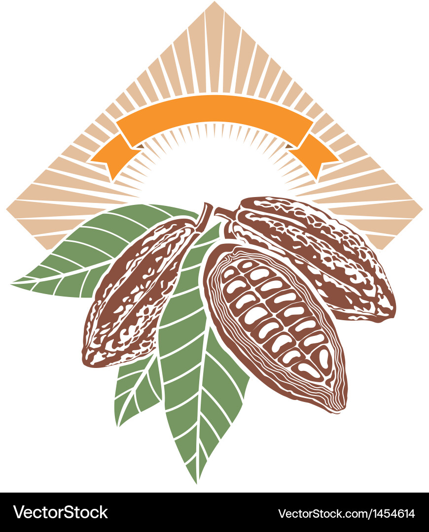 Cocoa beans Royalty Free Vector Image - VectorStock