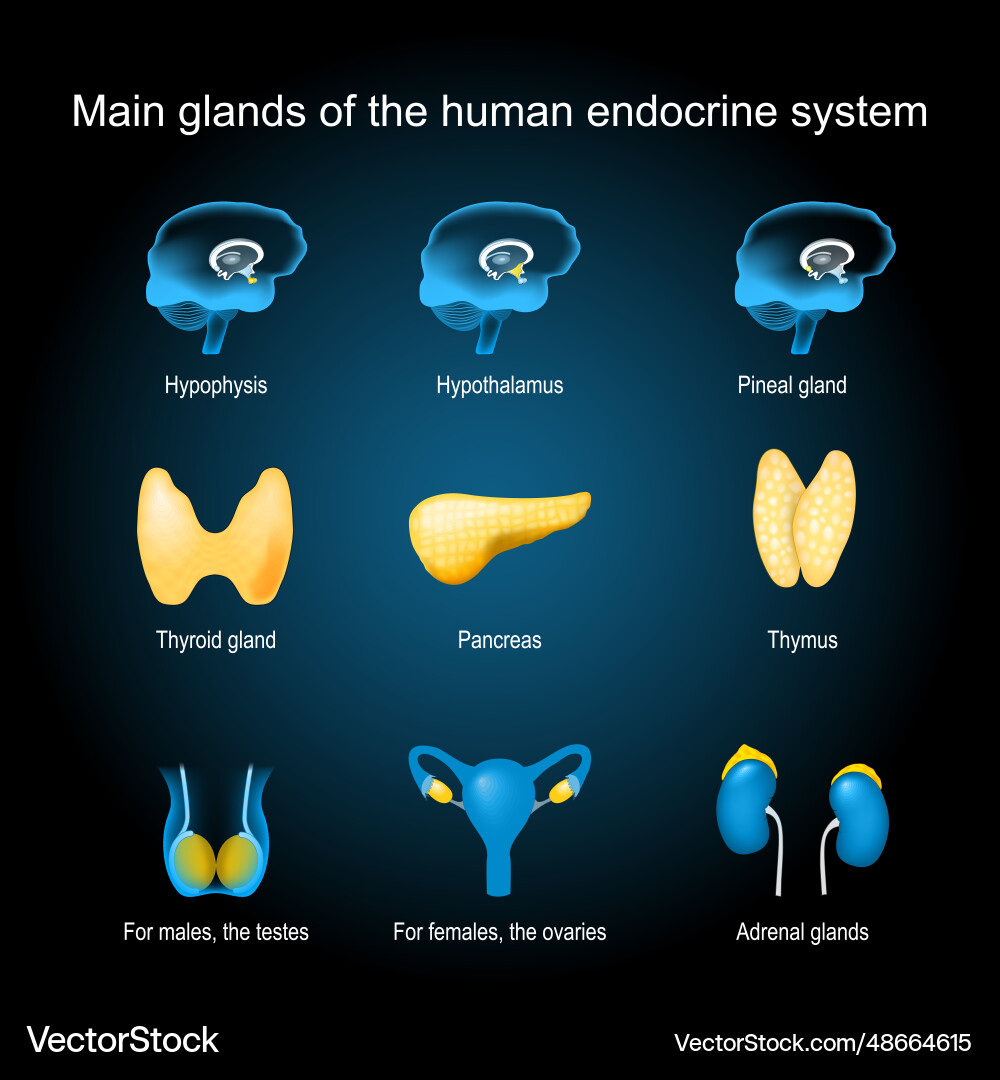 Drüsen eines menschlichen endokrinen Systems Vektorbild