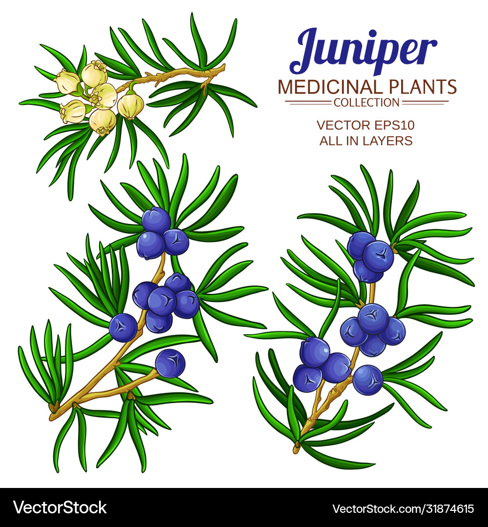 Juniper branches set on white background Vector Image