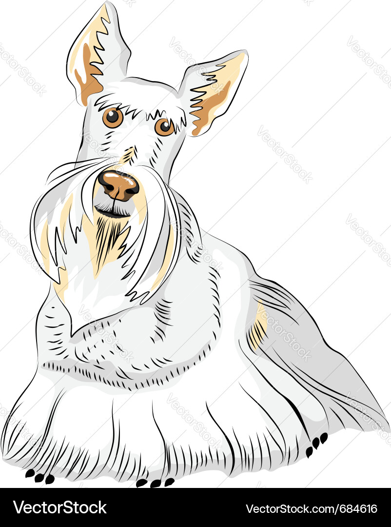 Dog breed scottish terrier Royalty Free Vector Image