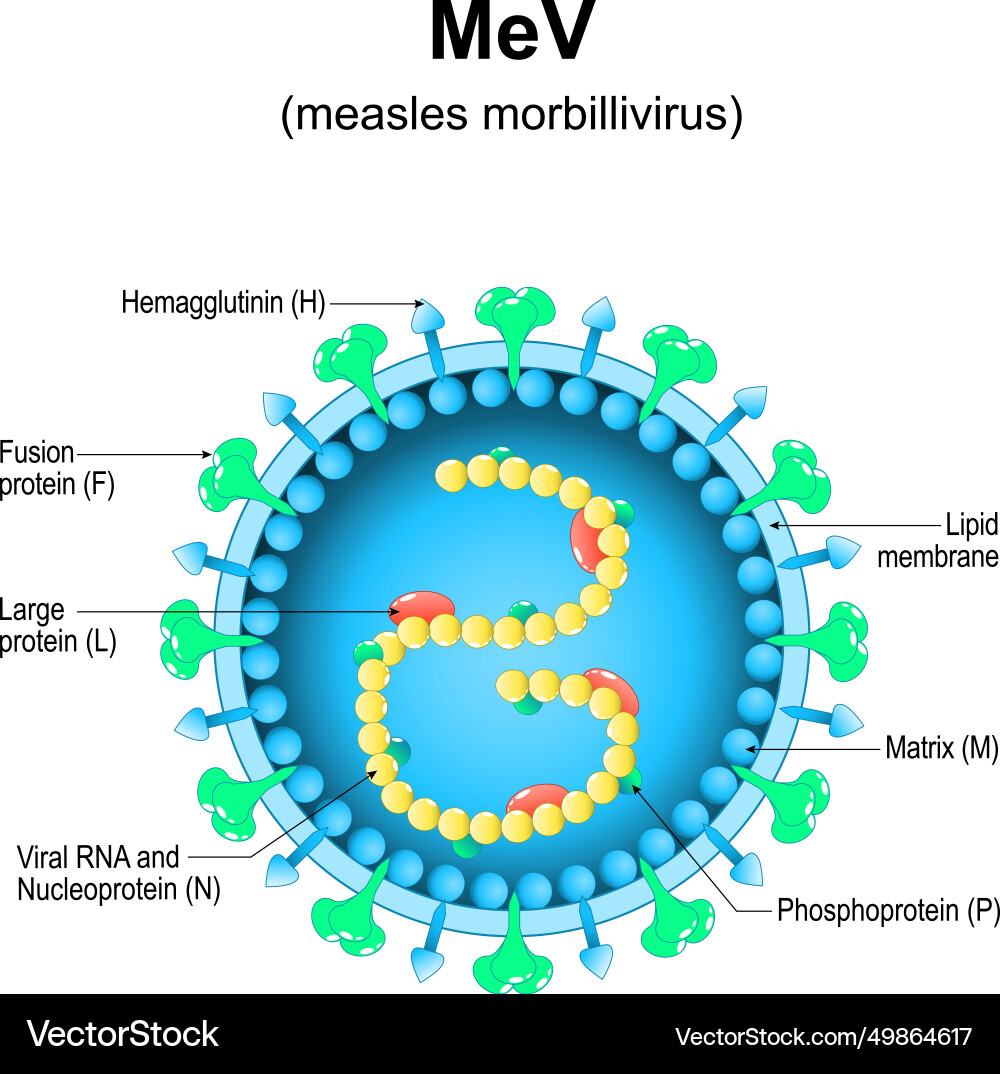 Measles Virus Virion Anatomy – Royalty-Free Vector | VectorStock