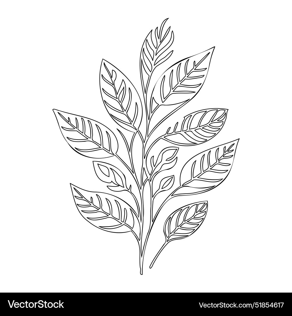 Parallel leaf floral outline sketch Royalty Free Vector
