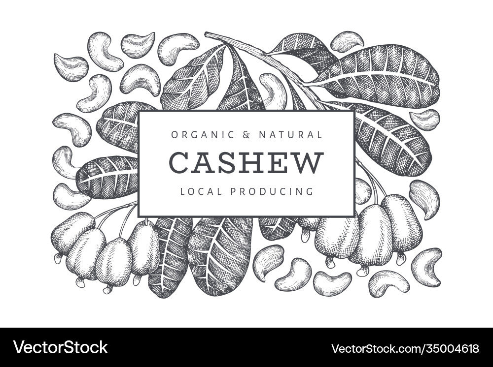 Hand drawn sketch cashew design template organic Vector Image