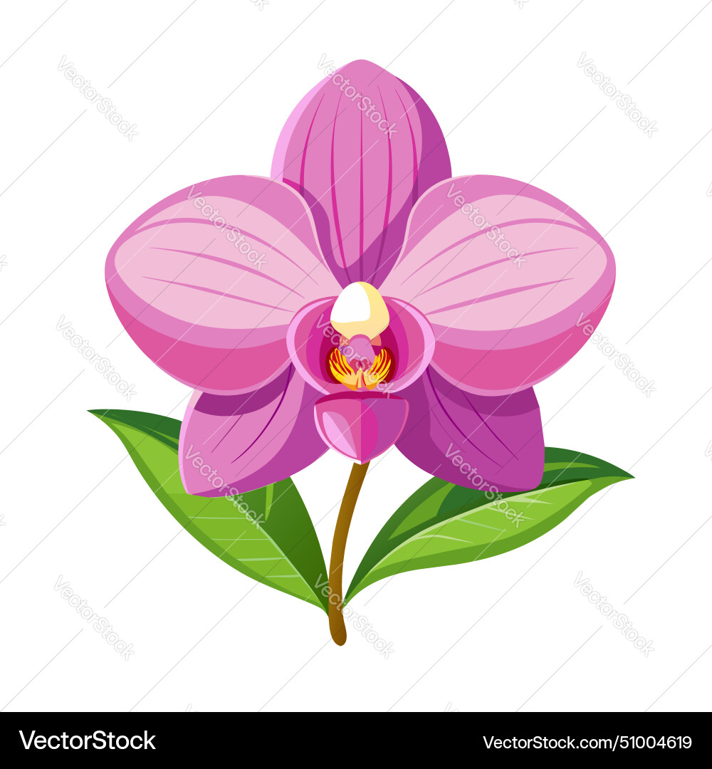 Flower exotic pink orchid Royalty Free Vector Image