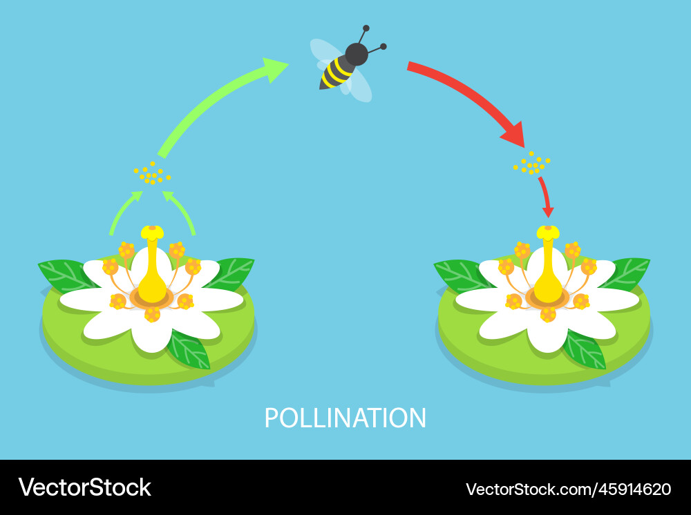 Pollination Process Diagram Royalty Free Vector Image