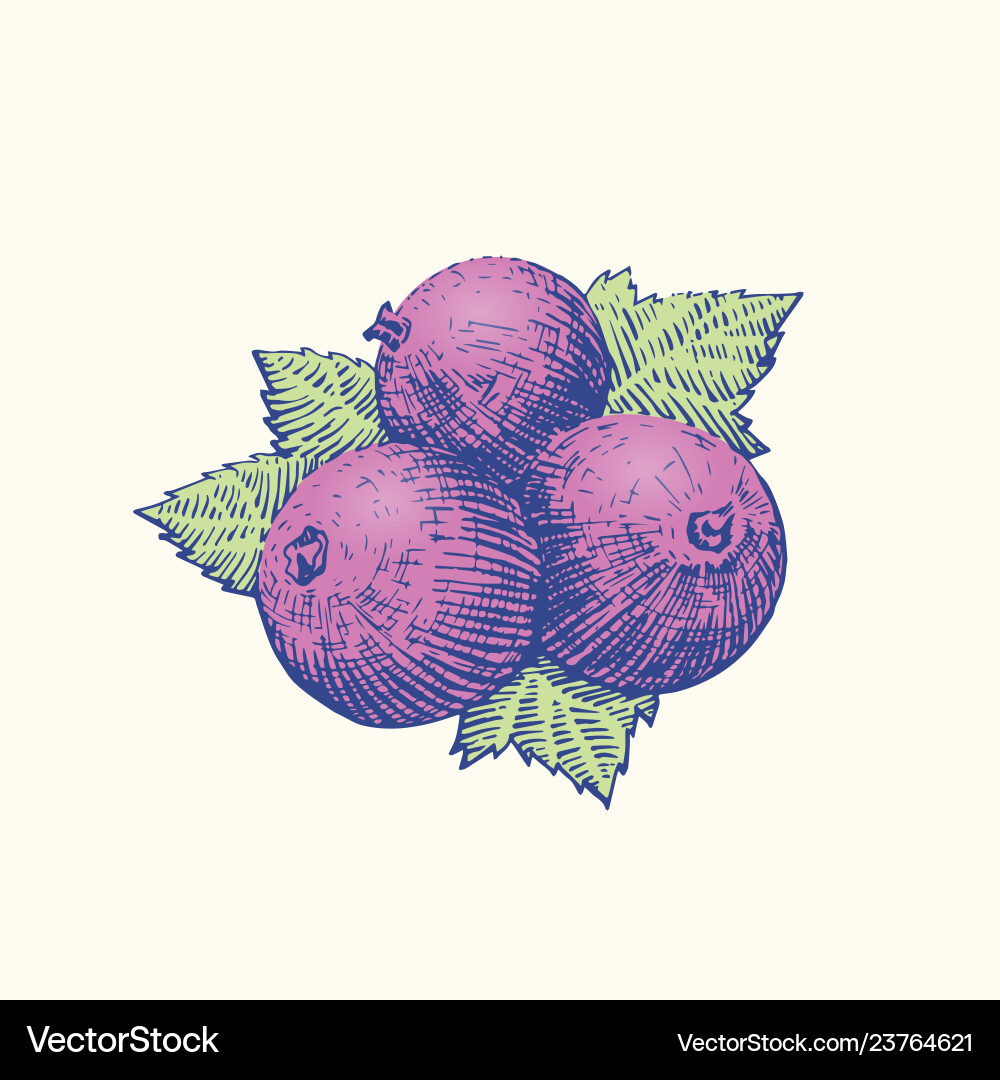 Black currant sketch drawing engraving Royalty Free Vector
