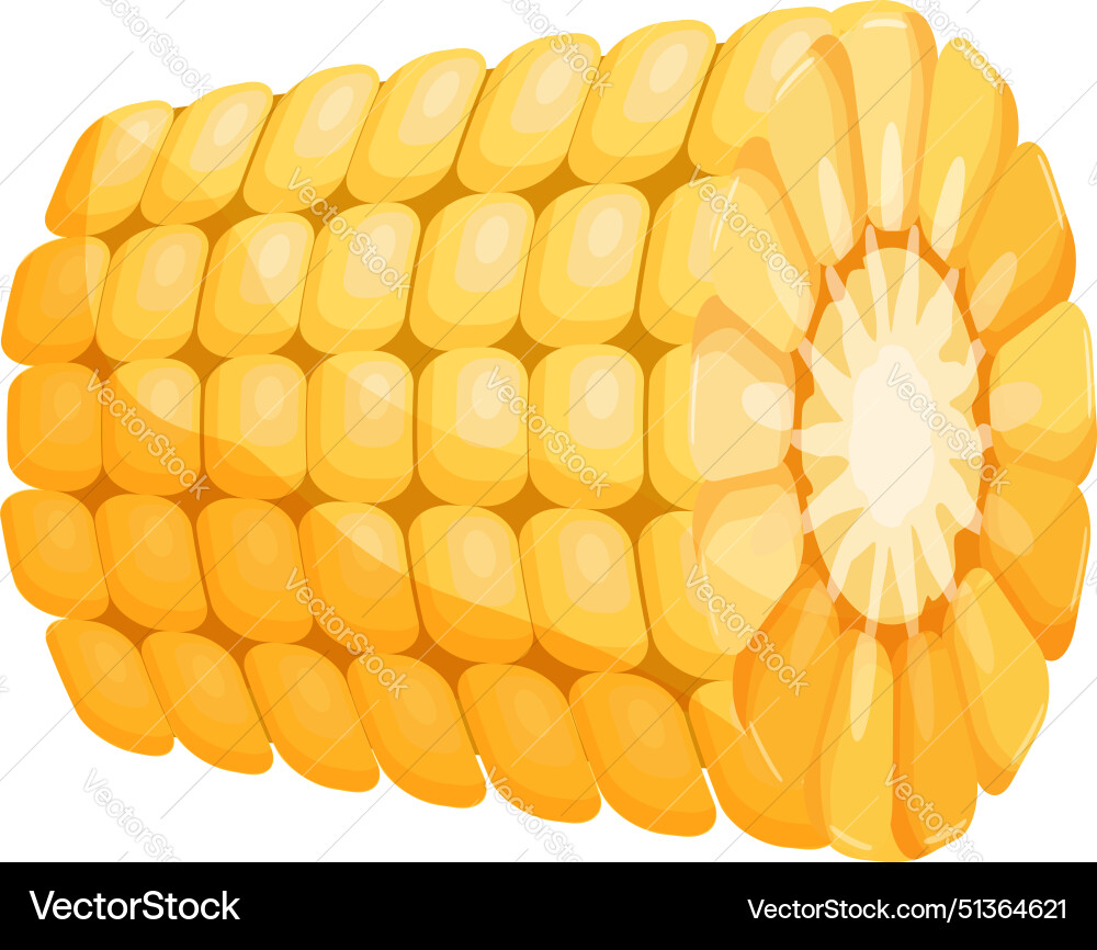 Graphic of a ripe yellow corn cob isolated Vector Image