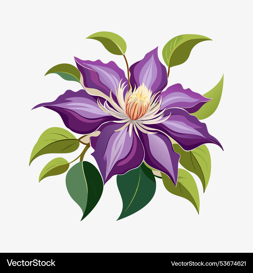 Purple and pink clematis flower in summer Vector Image
