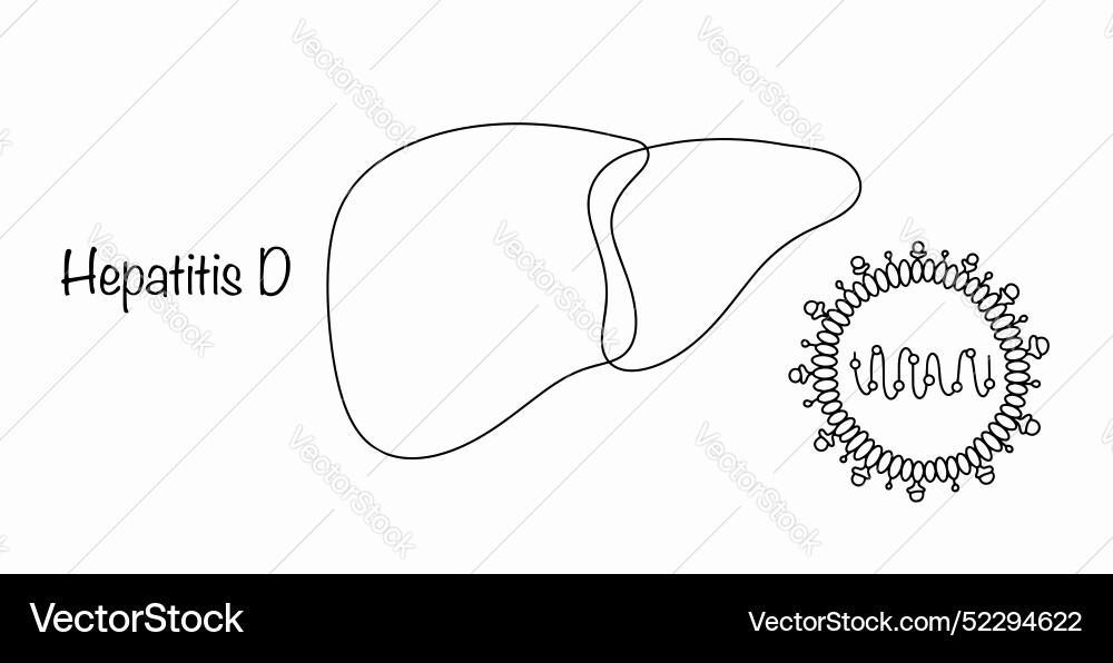 Hepatitis d Royalty Free Vector Image - VectorStock