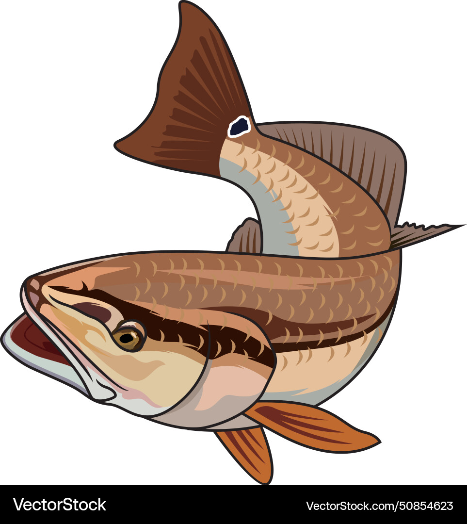 Redfish red drum fishing image Royalty Free Vector Image