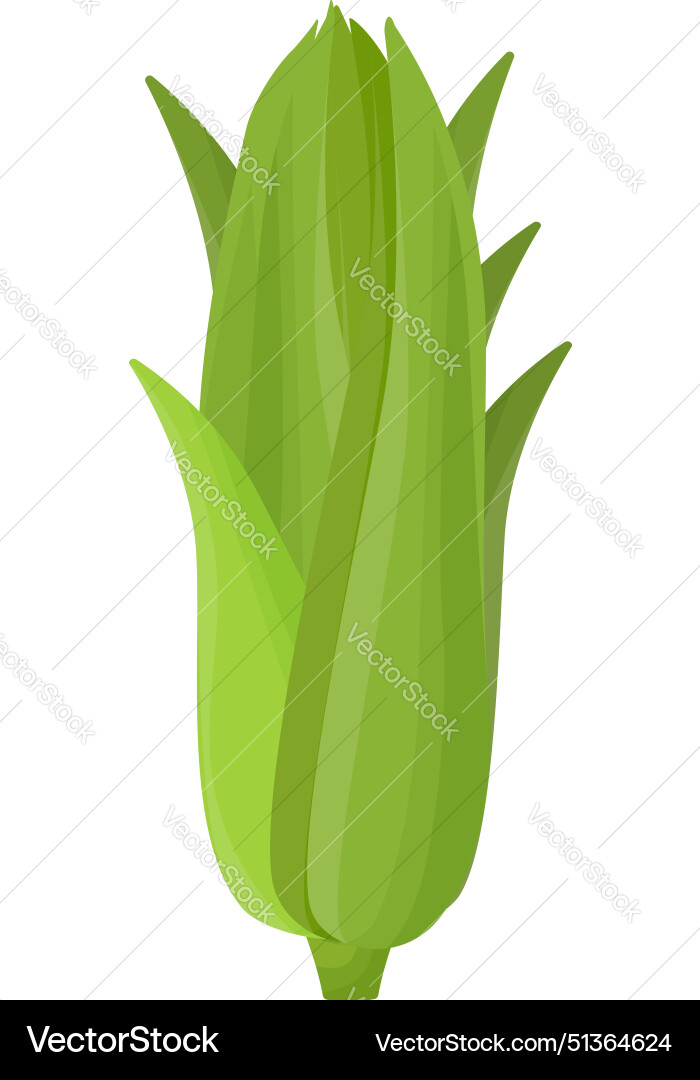 Fresh green corn cob Royalty Free Vector Image