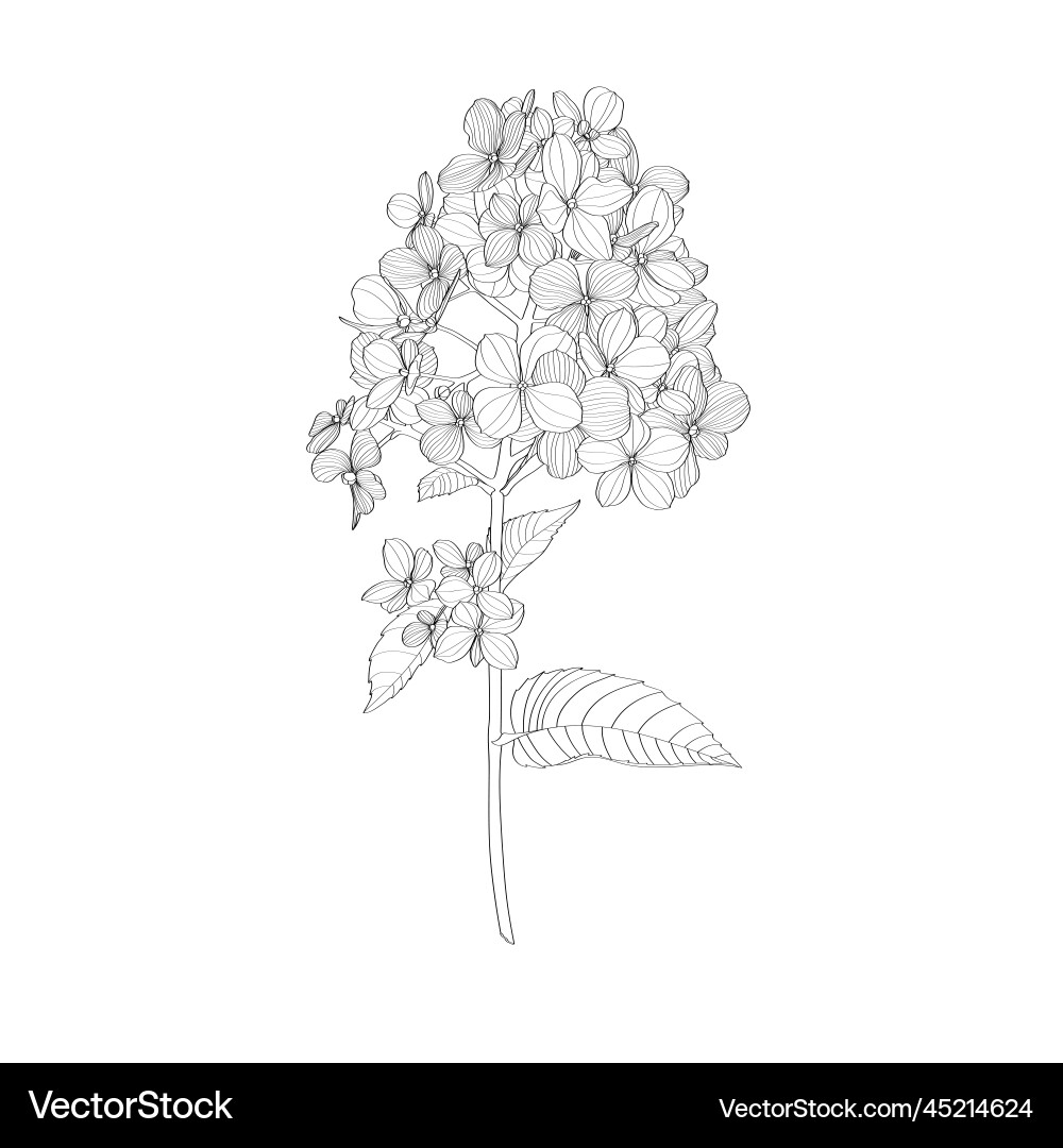 Hand draw line hydrangea flowers Royalty Free Vector Image