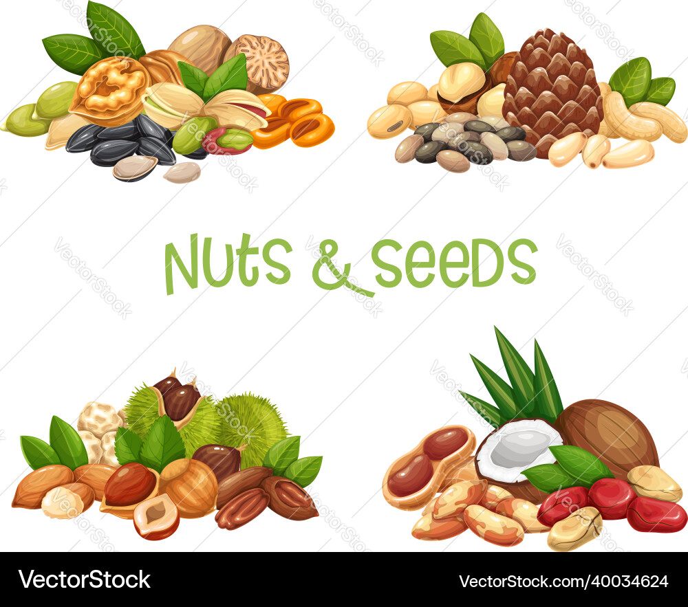 Nuts seeds and grains banners Royalty Free Vector Image