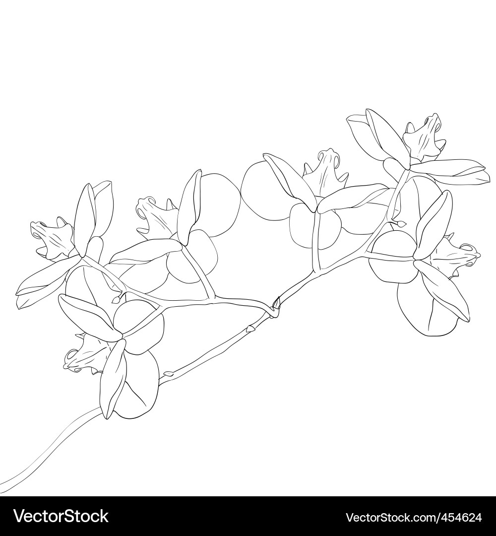 Orchid flower Royalty Free Vector Image - VectorStock