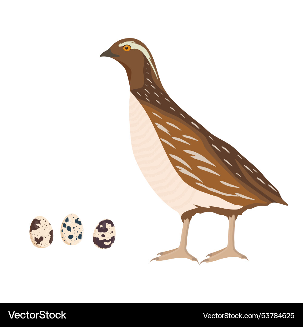 Quail Hunting Vector Images (over 150)
