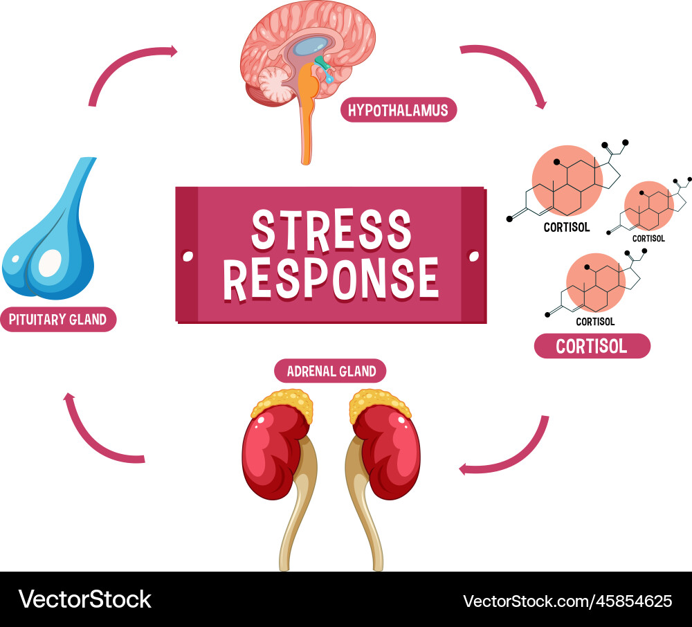 Stress response system scheme Royalty Free Vector Image