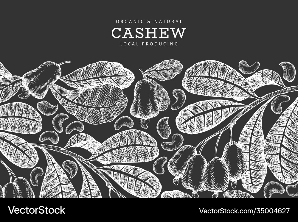 Hand drawn sketch cashew design template organic Vector Image