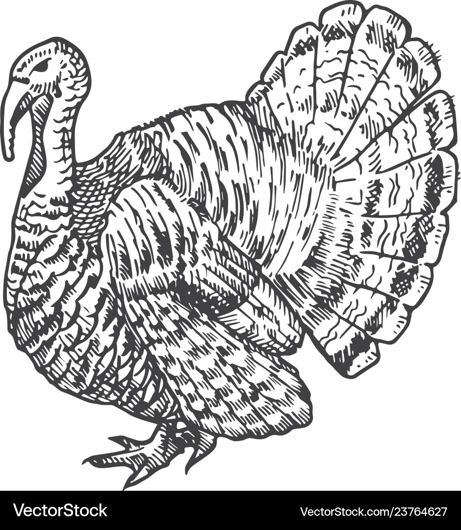 Turkey hand drawn abstract Royalty Free Vector Image