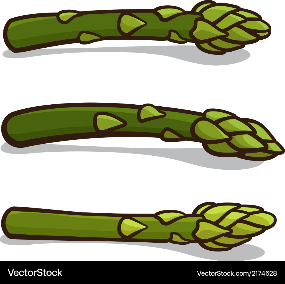 Asparagus Royalty Free Vector Image - VectorStock