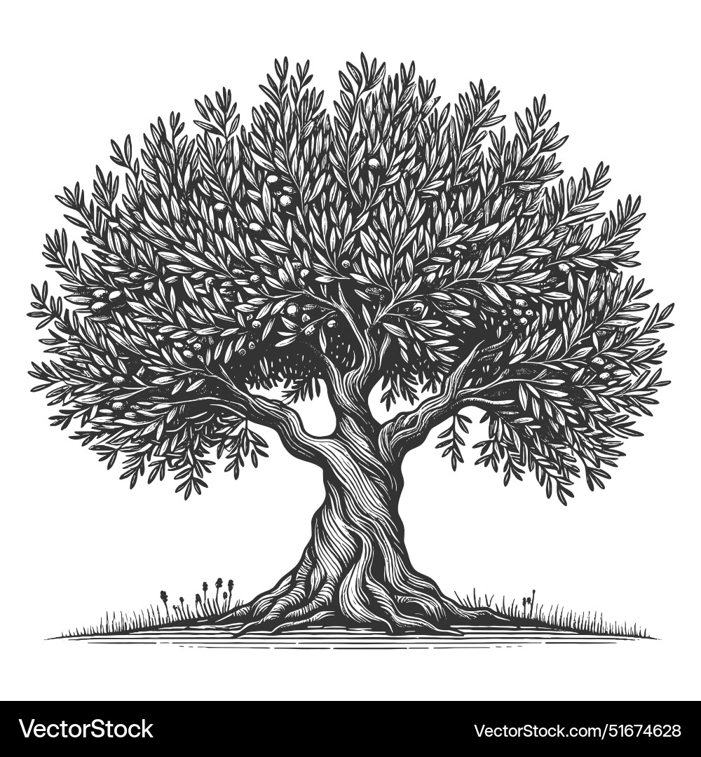 Olive Tree Engraving - Ripe Olives Royalty Free Vector Image