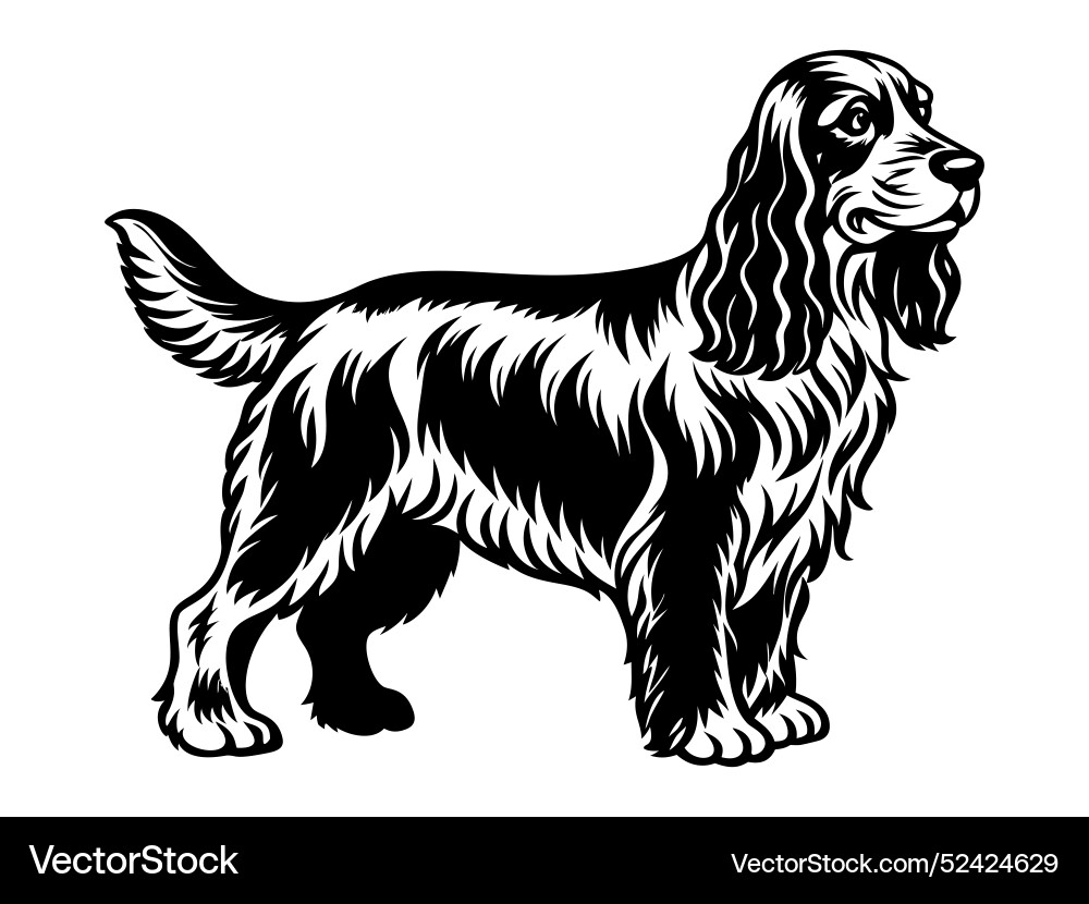 Cocker spaniel dog full body icon black and white Vector Image