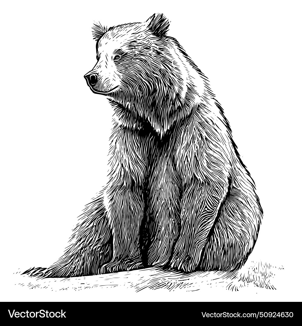 Bear hand drawn Royalty Free Vector Image - VectorStock