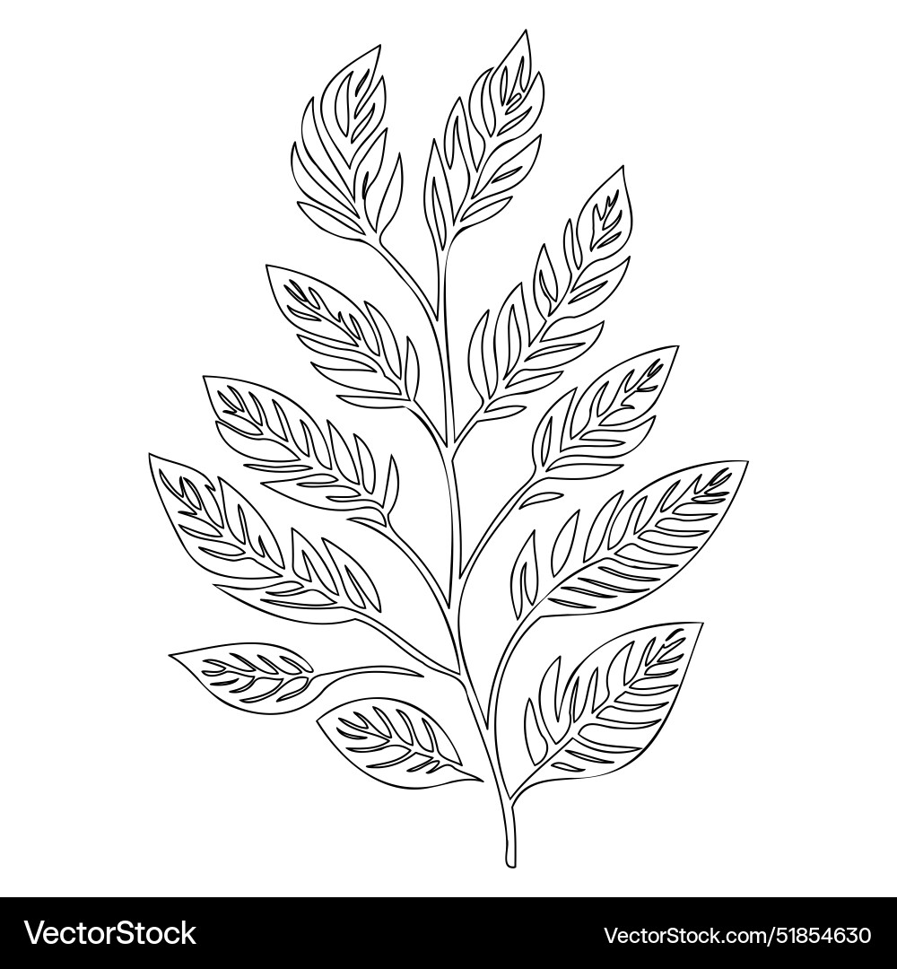 Rowan leaf floral outline sketch Royalty Free Vector Image