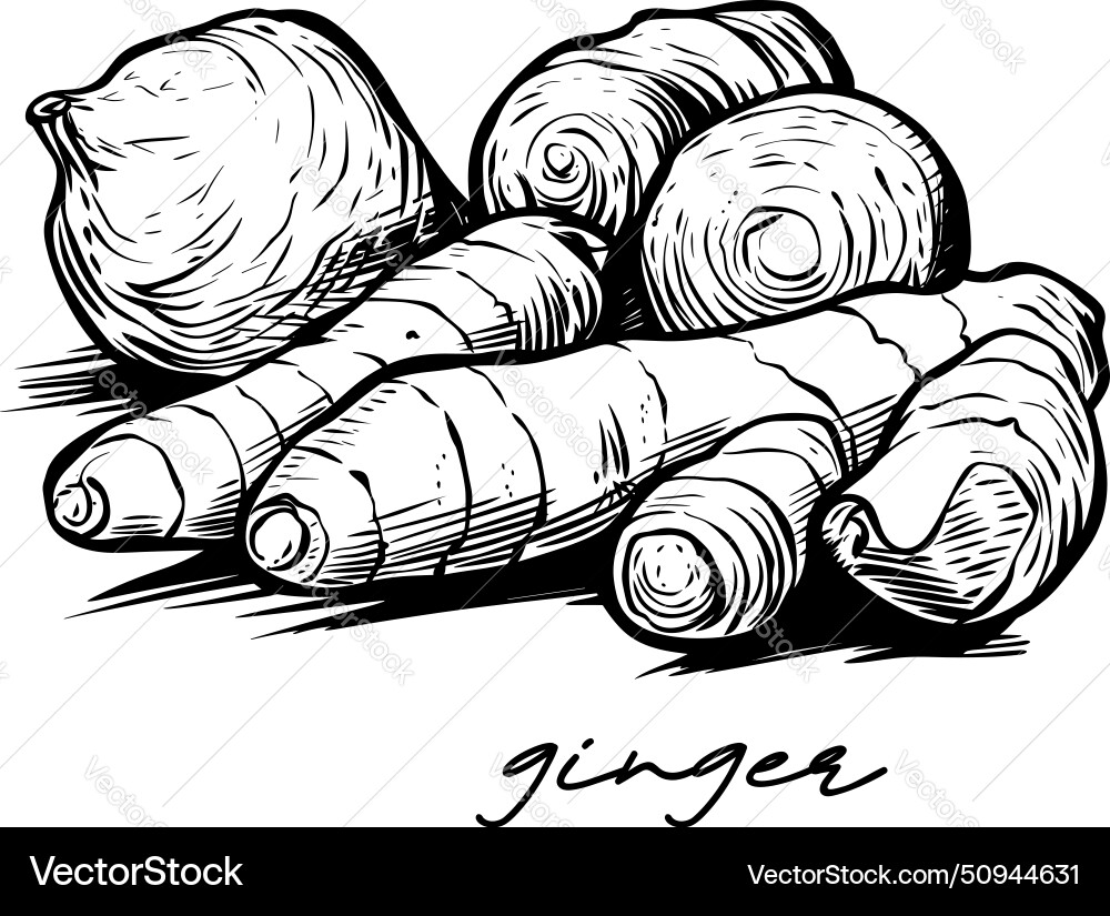 Ginger hand drawn on white Royalty Free Vector Image