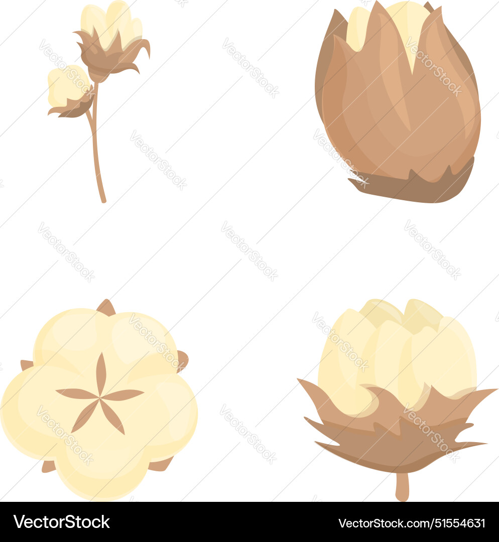Set of cotton plant Royalty Free Vector Image - VectorStock