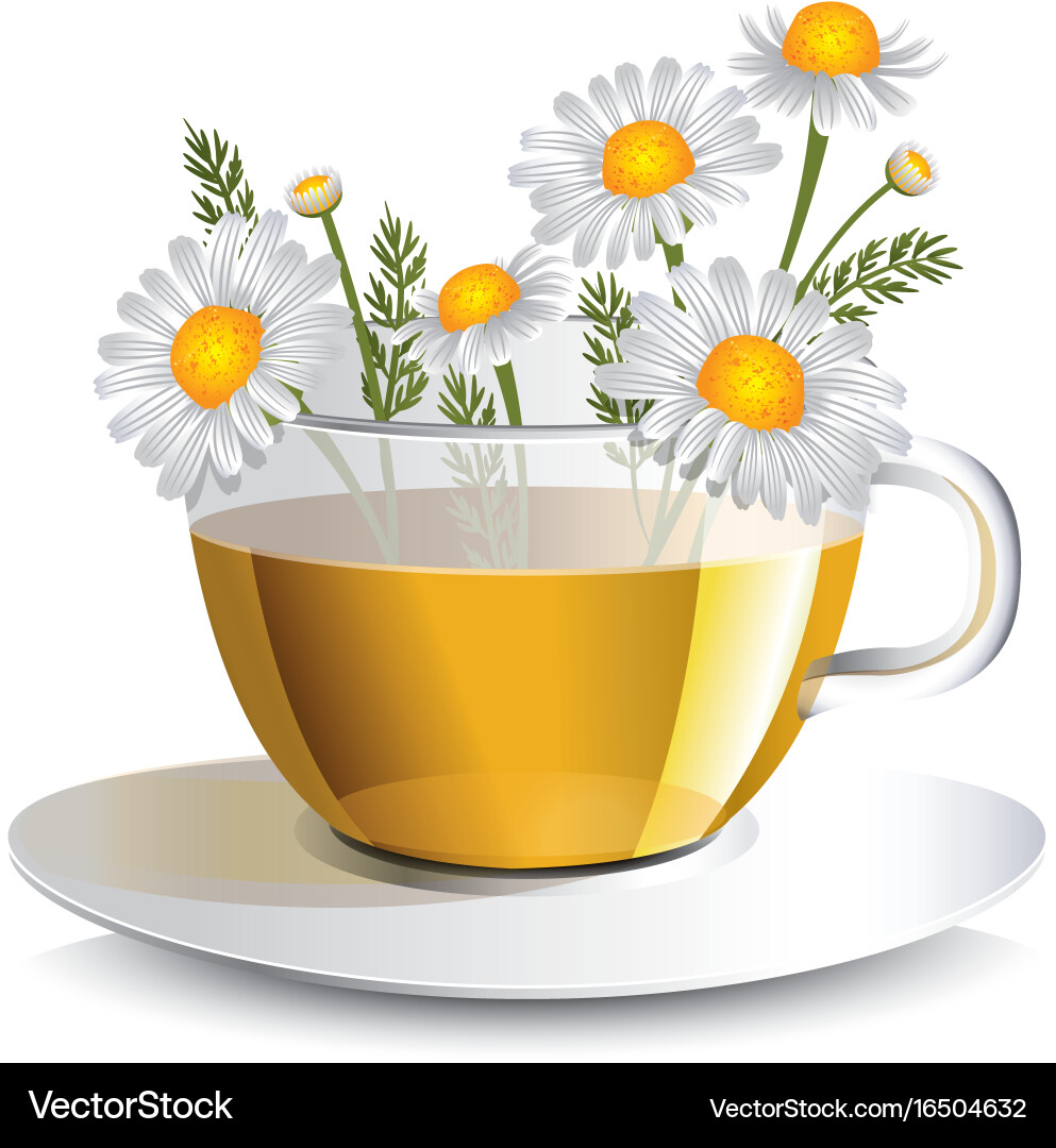 Chamomile herbal tea in a transparent cup Vector Image