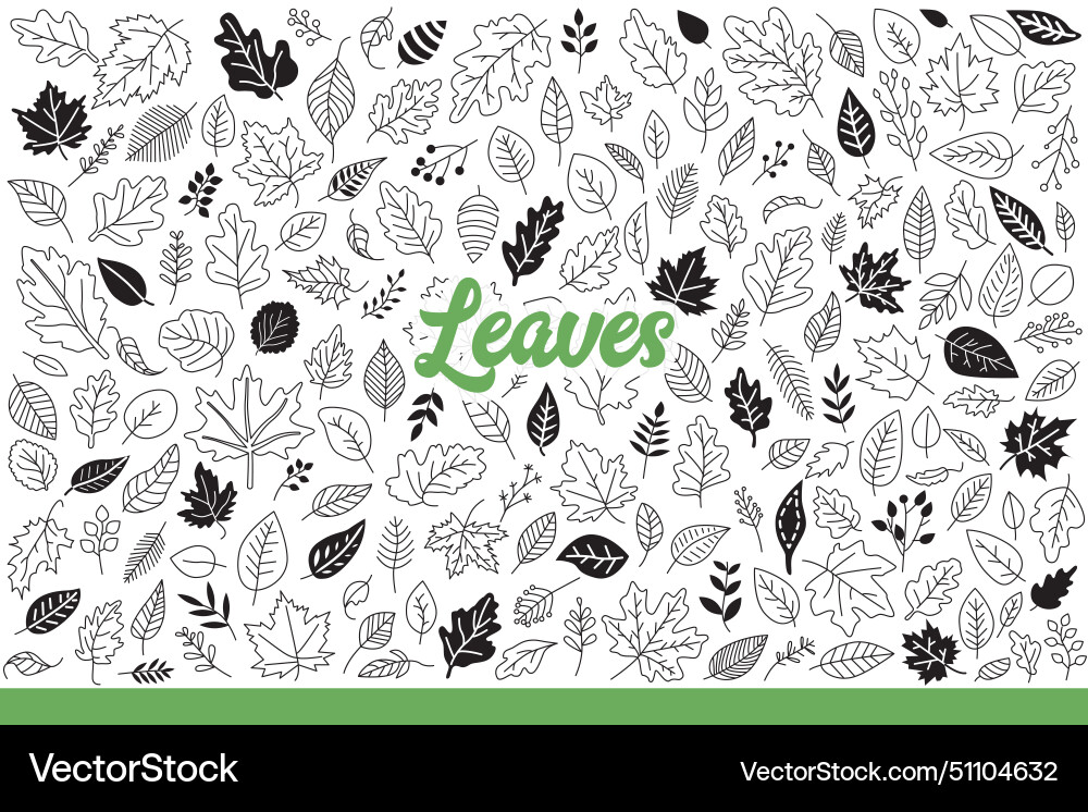 Leaves from forest trees of various types Vector Image