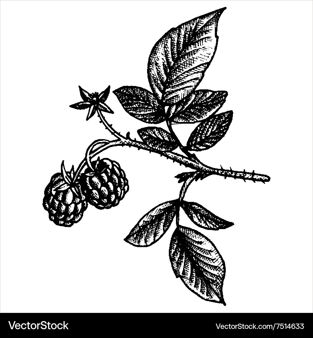 Hand drawn raspberry branch Royalty Free Vector Image