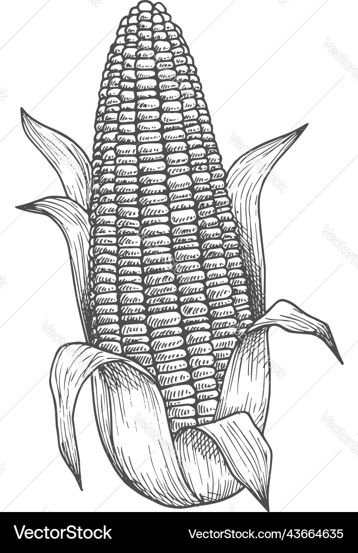 Maize corn cob with leaves isolated sketch Vector Image