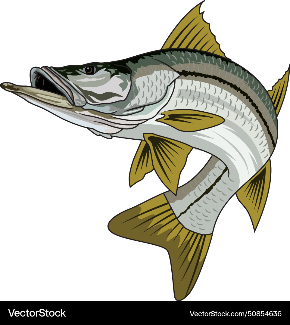 Snook fishing image Royalty Free Vector Image - VectorStock