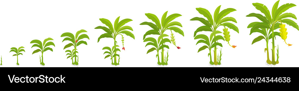 Banana Tree Growth Stages Royalty Free Vector Image