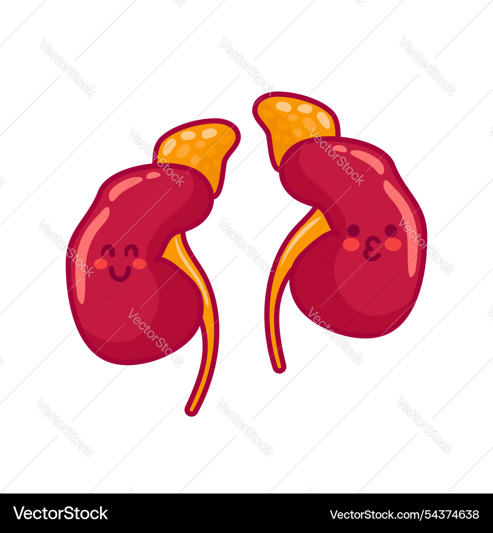 Human kidneys cute characters in kawaii style Vector Image