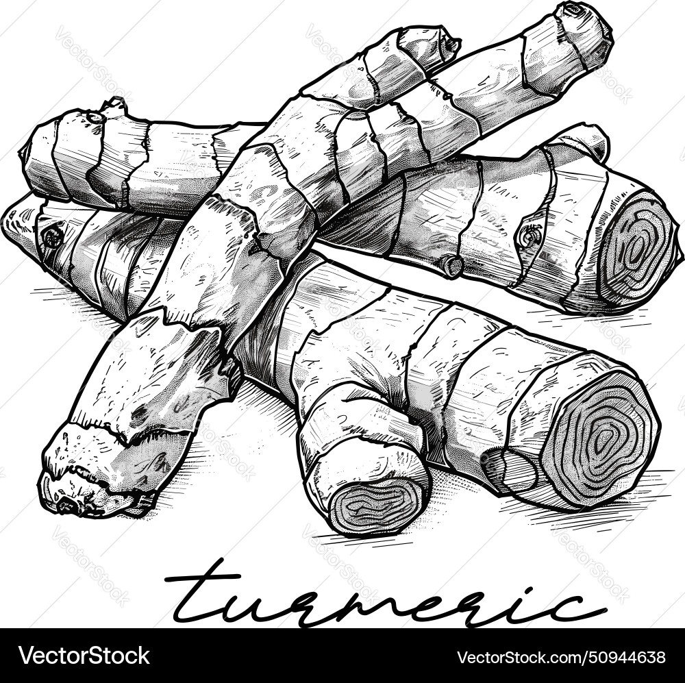Turmeric hand drawn on white Royalty Free Vector Image