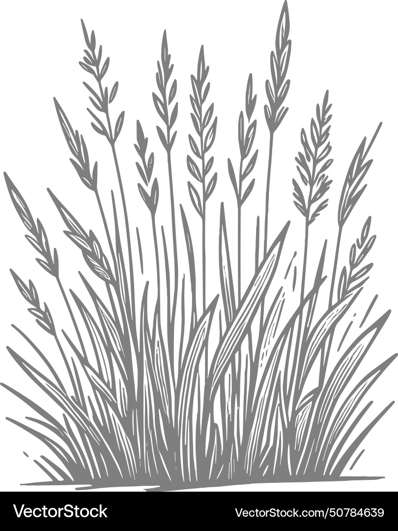 Wheat isolated on white Royalty Free Vector Image