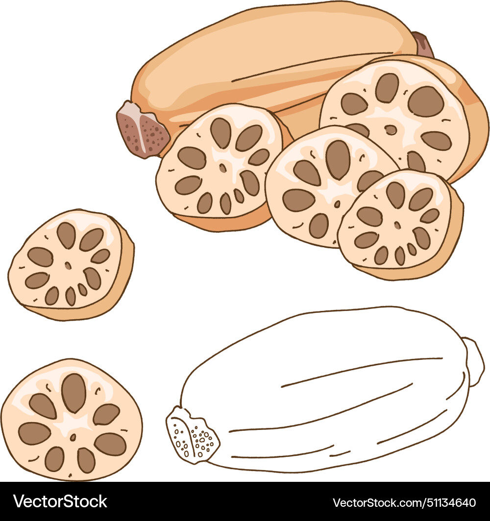Lotus roots or bulb and cut part line art Vector Image